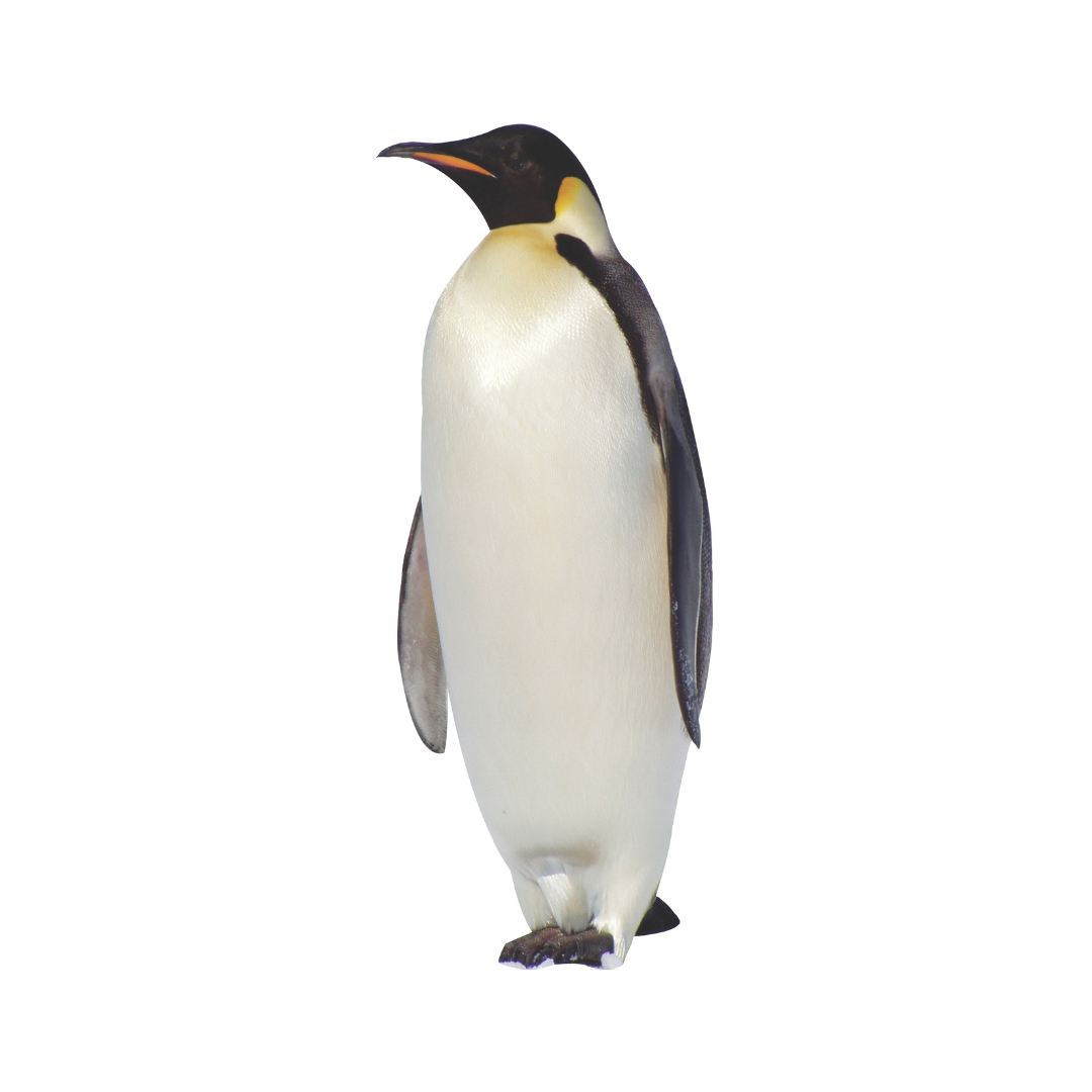 Penguin Life Size Cardboard Stand Up | Penguin Party Prop
