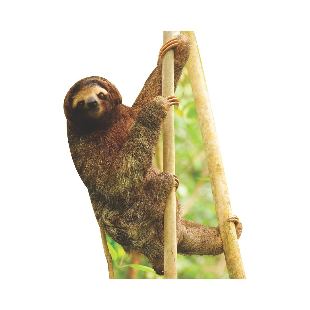 Sloth Life Size Cardboard Stand Up, 6 Feet